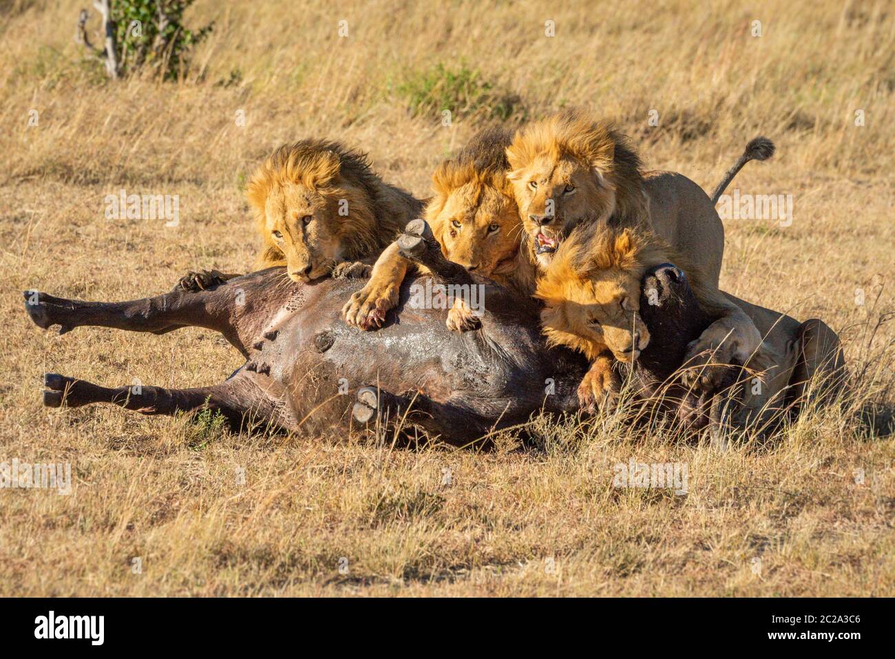 Four male lions hi-res stock photography and images - Alamy