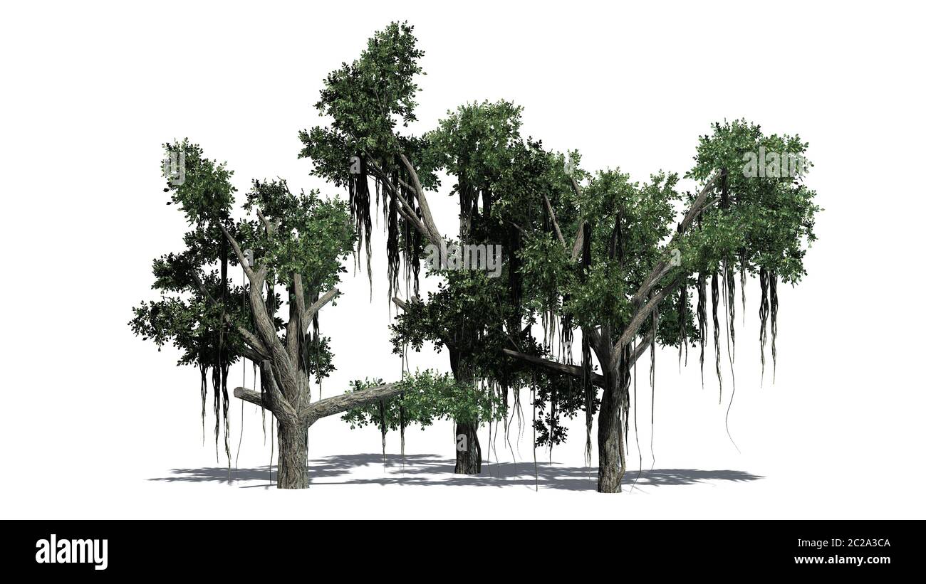 Several different Chinese Banyan trees - separated on white background ...