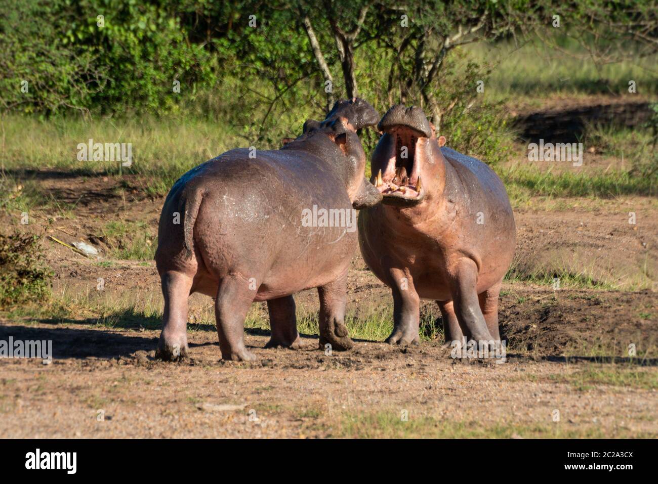 Hippos confront each other with open mouths Stock Photo - Alamy