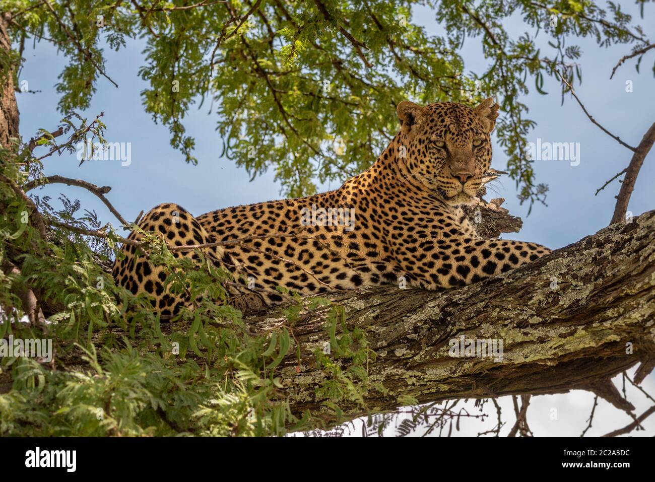 African leopard lying in shade hi-res stock photography and images - Alamy