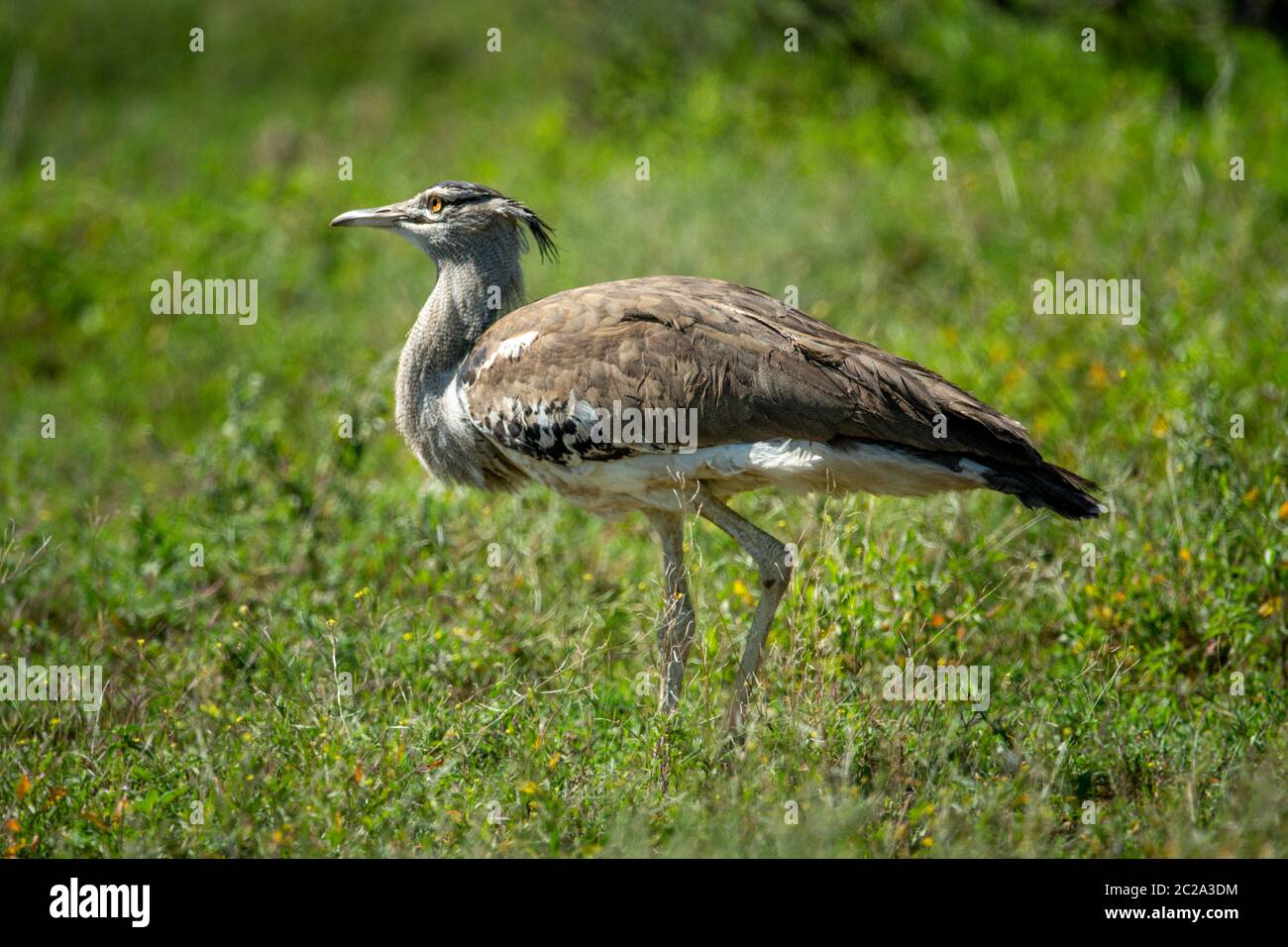 Kori bustard bird walks in hi-res stock photography and images - Alamy
