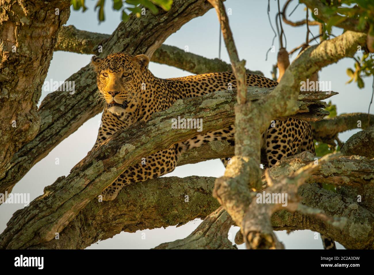 Leopard lying in tree behind tangled branches Stock Photo - Alamy