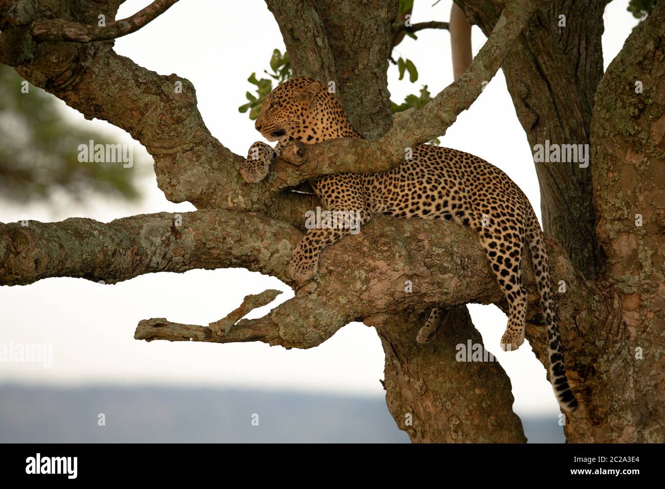 Leopard lies on branch with dangling legs Stock Photo - Alamy