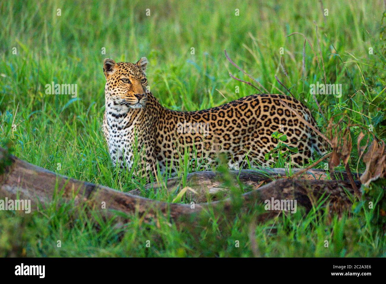 Leopard stands hi-res stock photography and images - Alamy