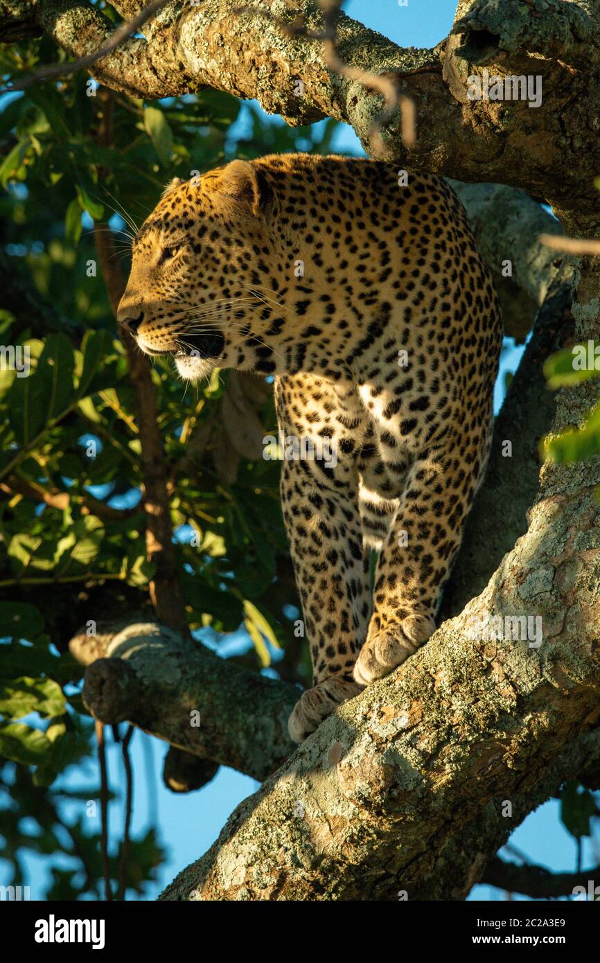 Leopard stands on diagonal branch looking left Stock Photo - Alamy