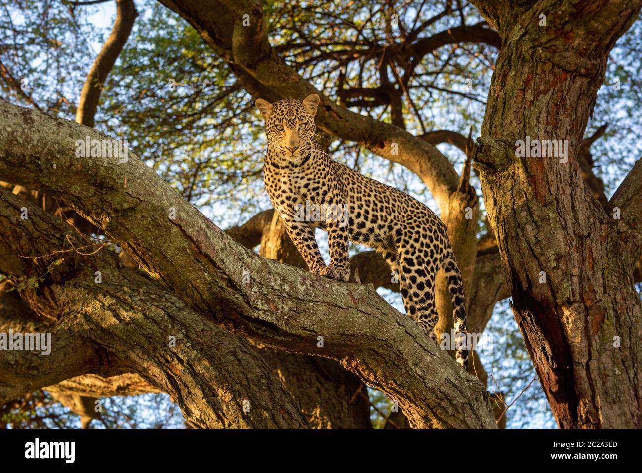 Leopard stands hi-res stock photography and images - Alamy