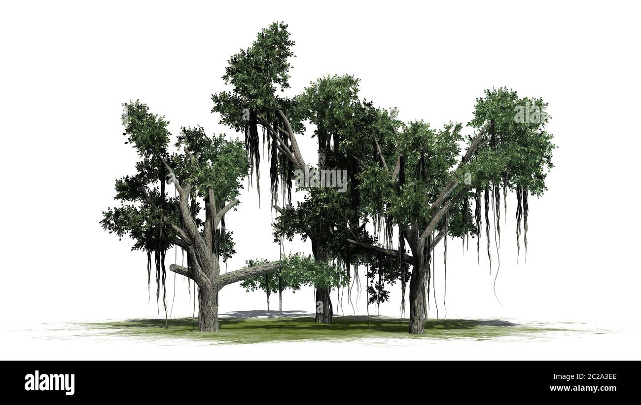Several different Chinese Banyan trees - separated on white background ...
