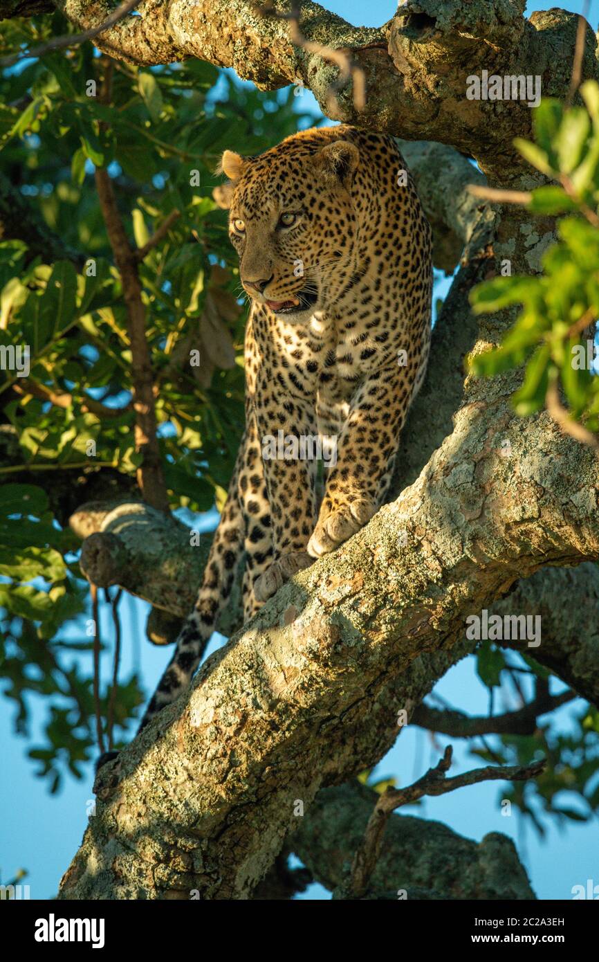 Leopard stands on diagonal branch looking out Stock Photo - Alamy