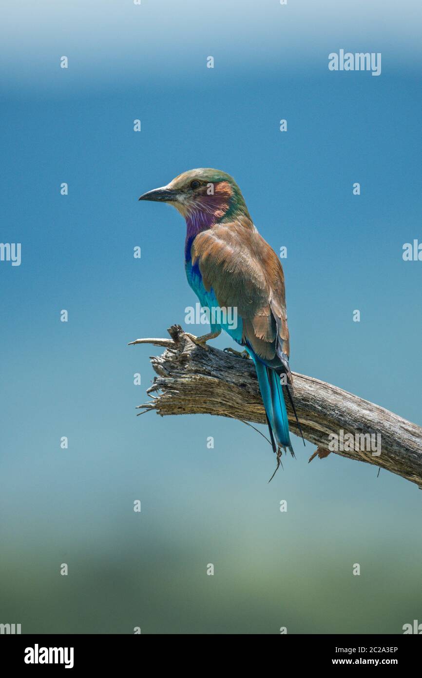 Lilac-breasted roller on dead branch facing left Stock Photo - Alamy