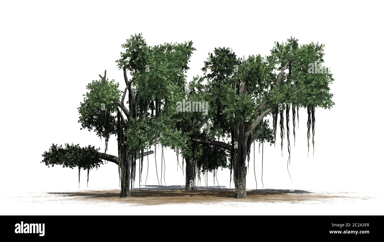 Several different Chinese Banyan trees - separated on white background ...