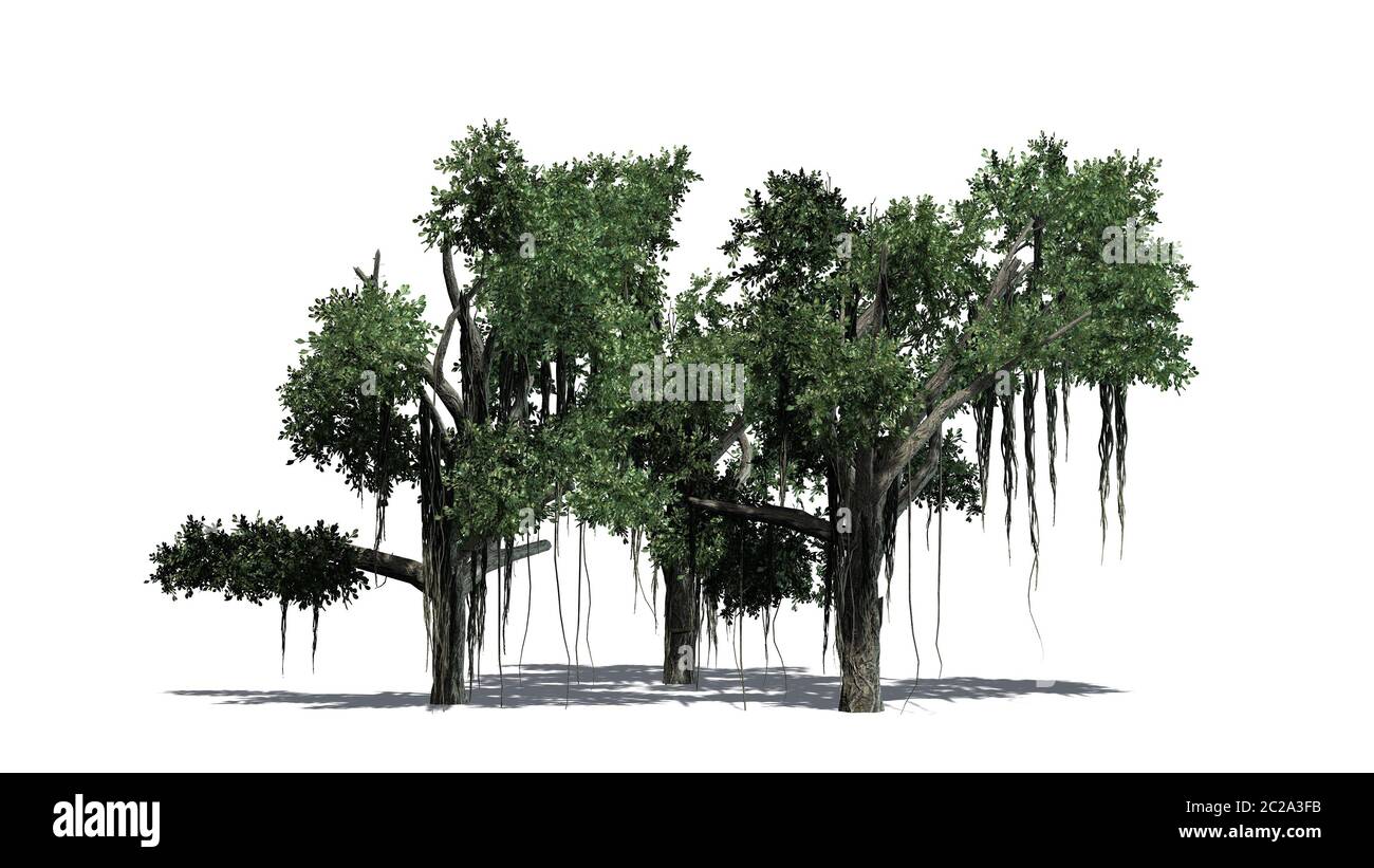 Several different Chinese Banyan trees - separated on white background ...