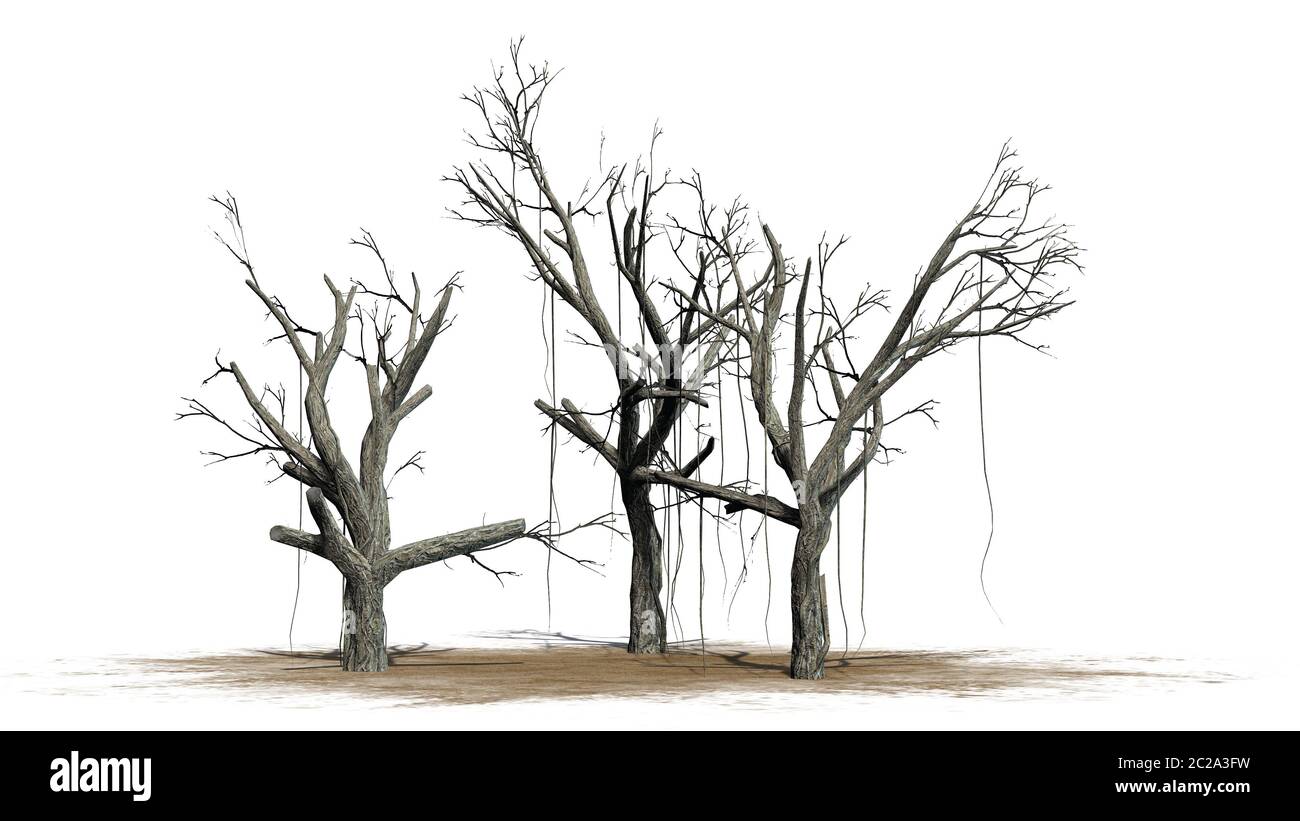 Several different Chinese Banyan trees in the winter - separated on ...