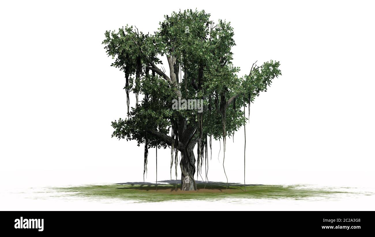 Chinese Banyan tree - separated on white background Stock Photo - Alamy