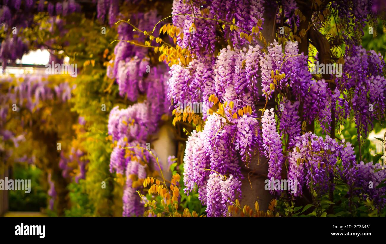 Colours of Nature Stock Photo - Alamy