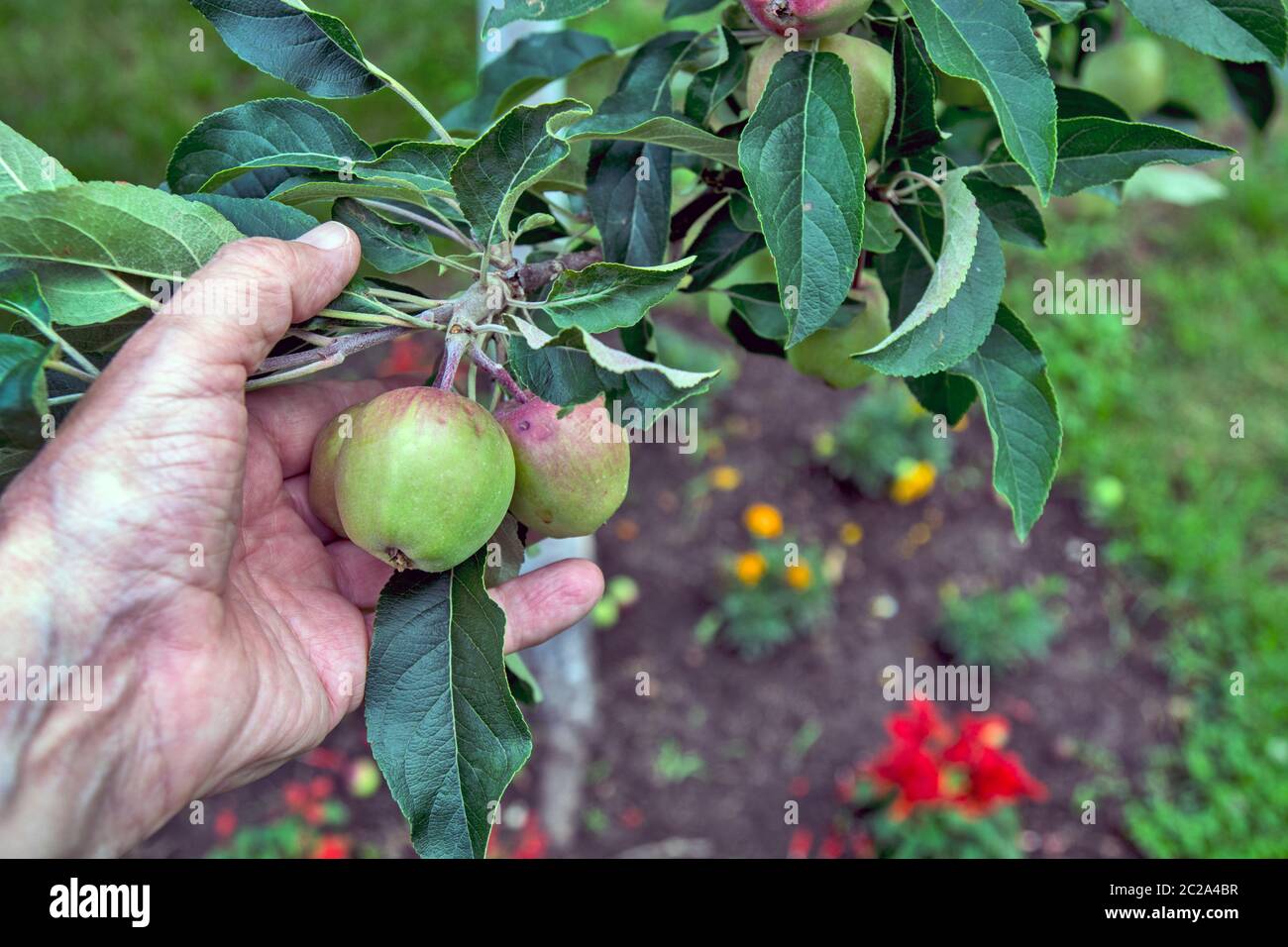 Beautiful young apples growing on a tree. The farmer visits the orchard ...