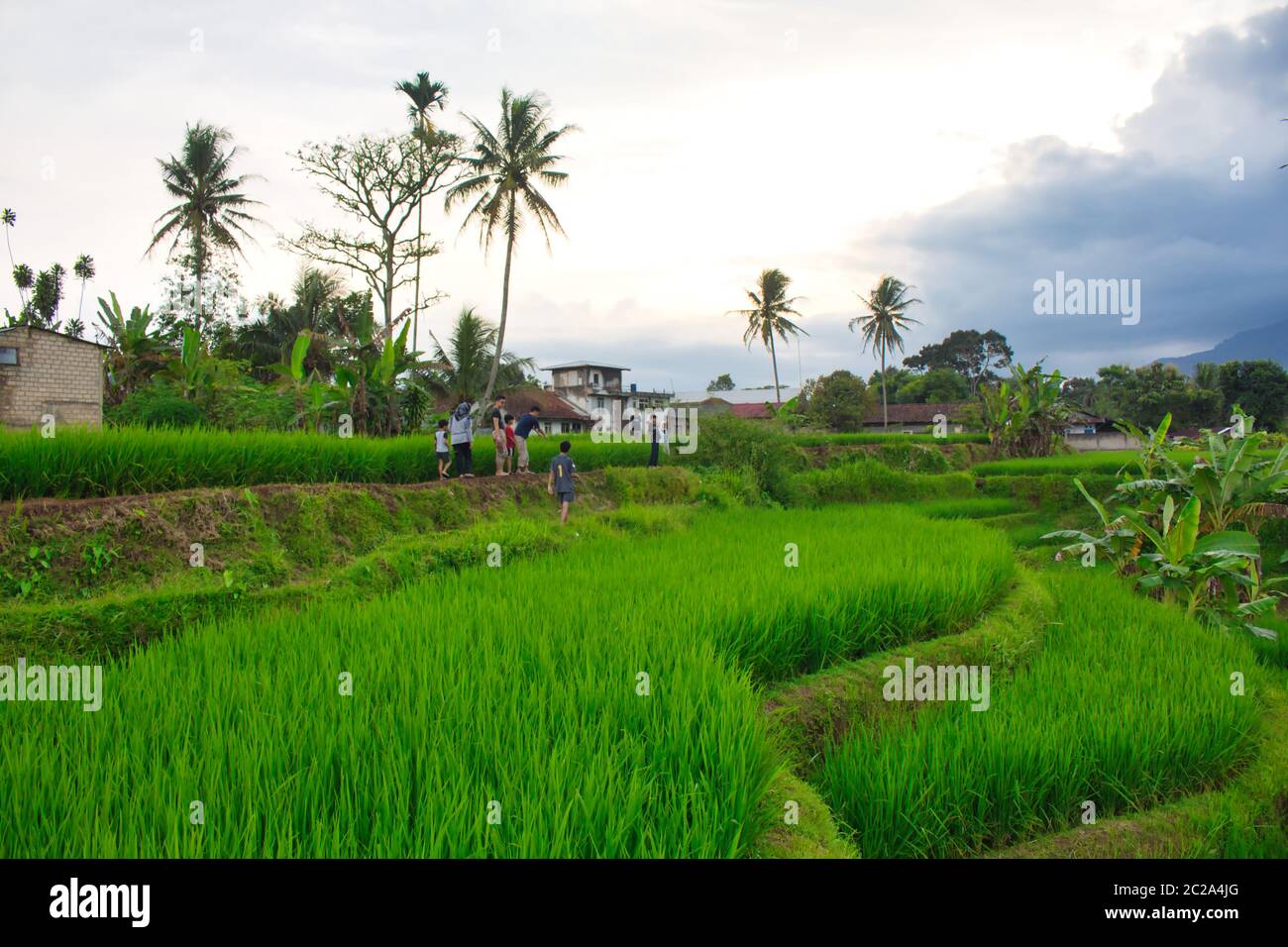 Malaysia rice field terraced hi-res stock photography and images - Alamy