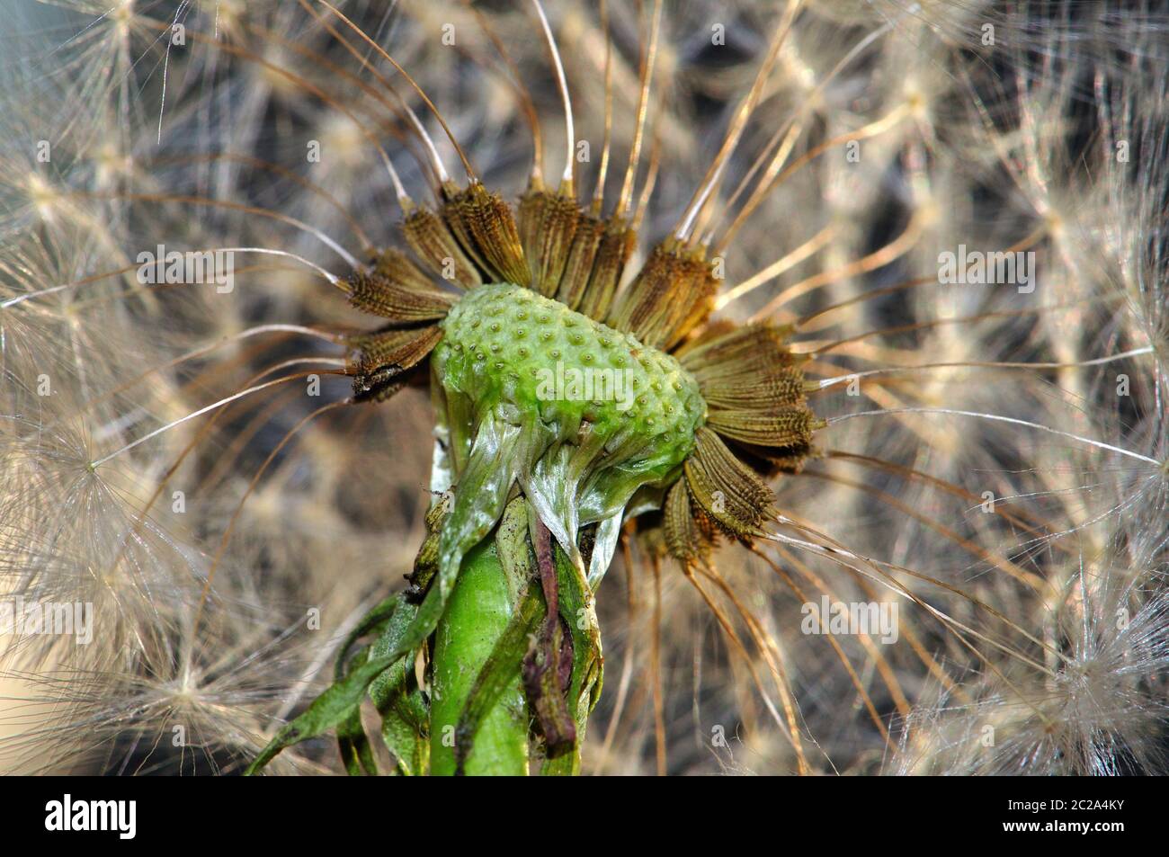 Big dandelion hi-res stock photography and images - Alamy