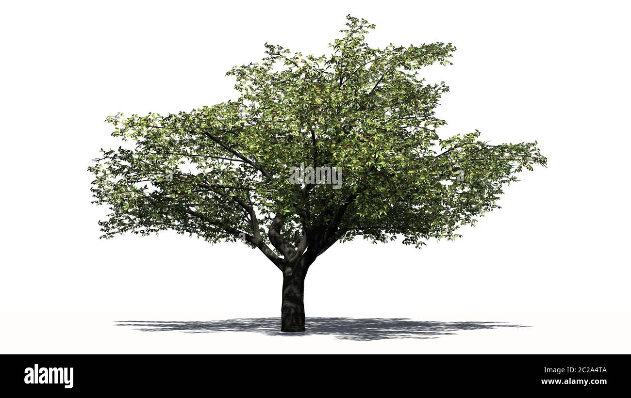 Cherry tree with fruits - isolated on white background Stock Photo - Alamy