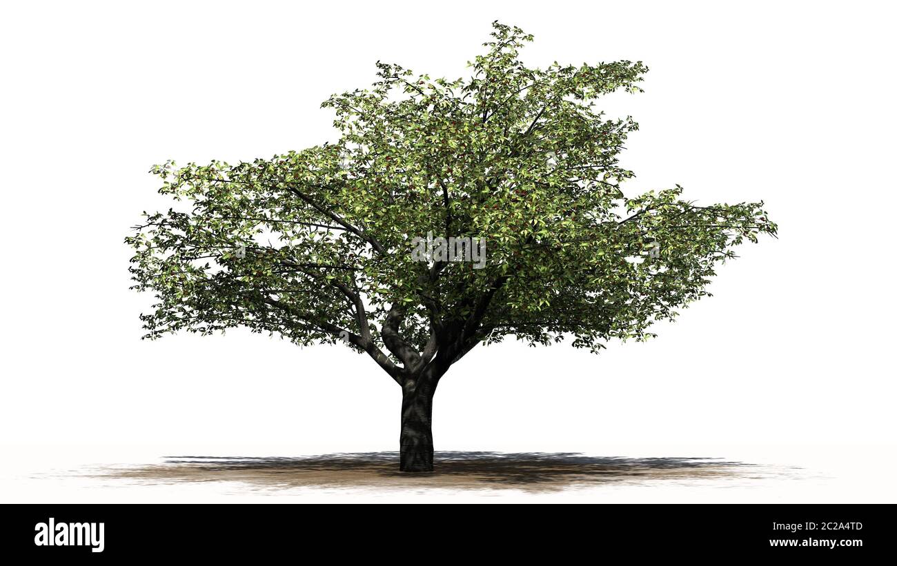 Cherry tree with fruits - isolated on white background Stock Photo - Alamy
