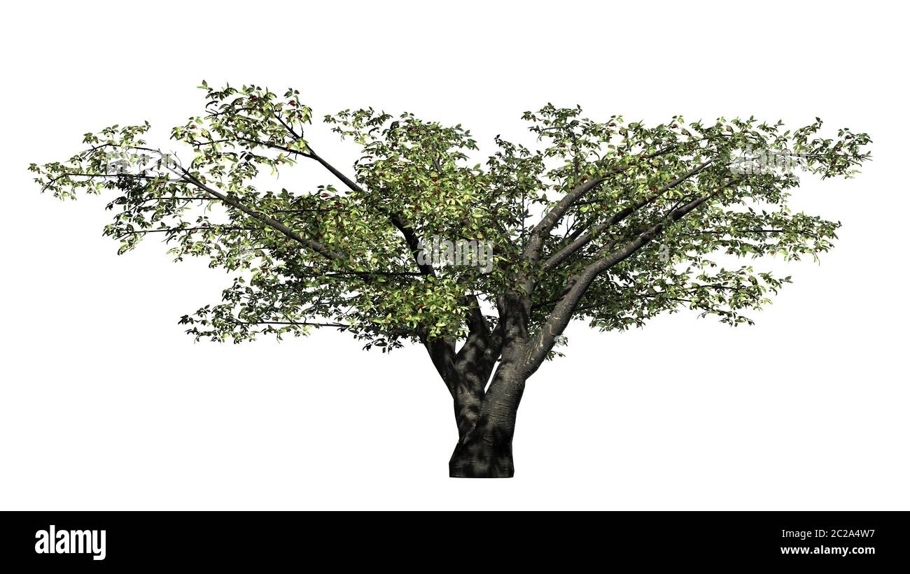 Cherry tree with fruits - isolated on white background Stock Photo - Alamy