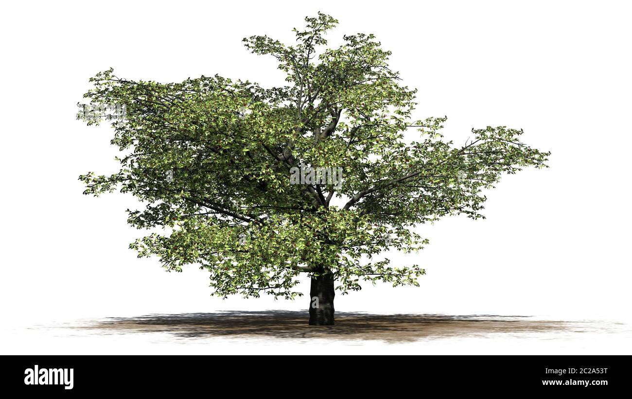Cherry tree with fruits - isolated on white background Stock Photo - Alamy