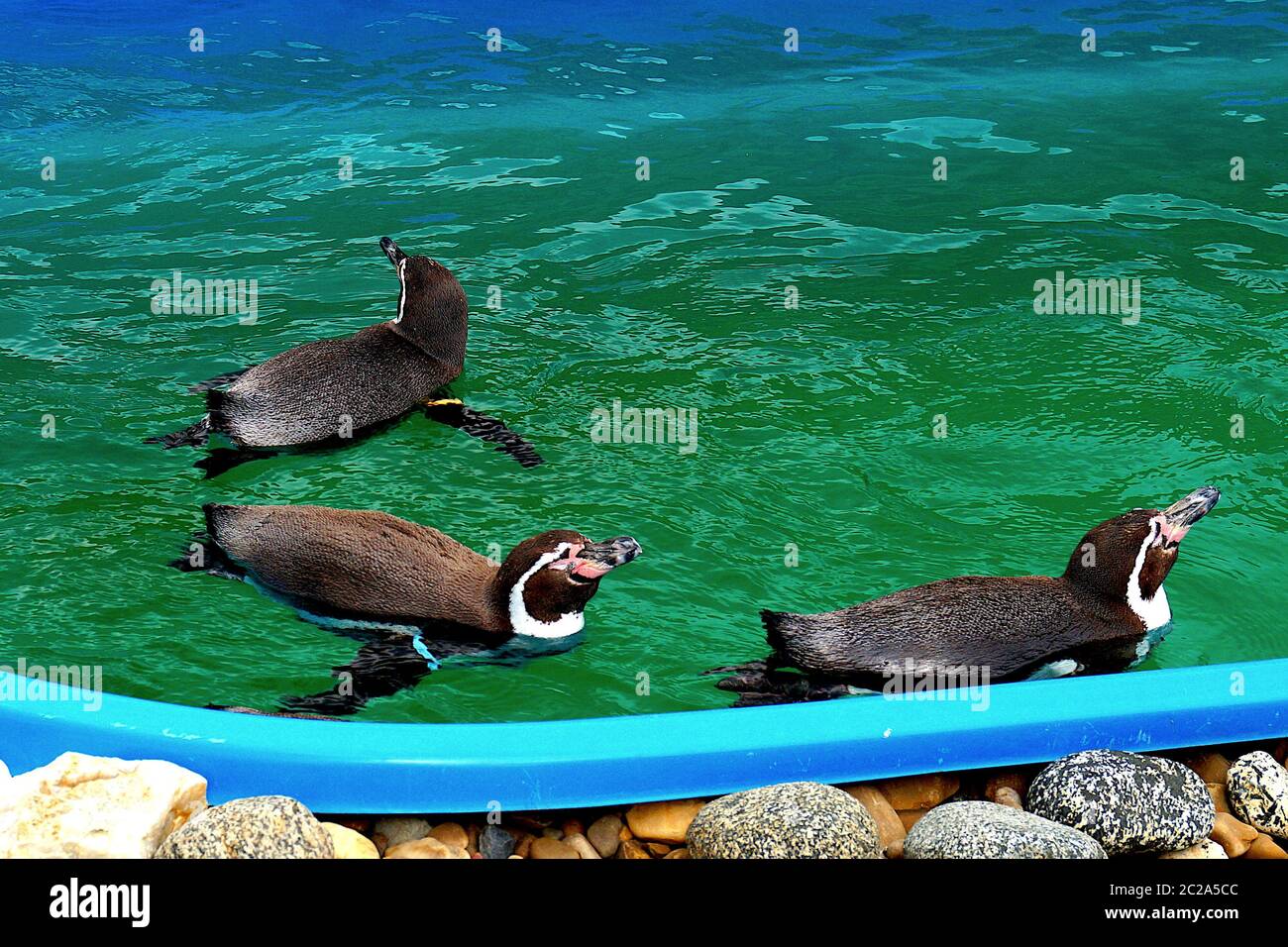 Penguins swims hi-res stock photography and images - Alamy