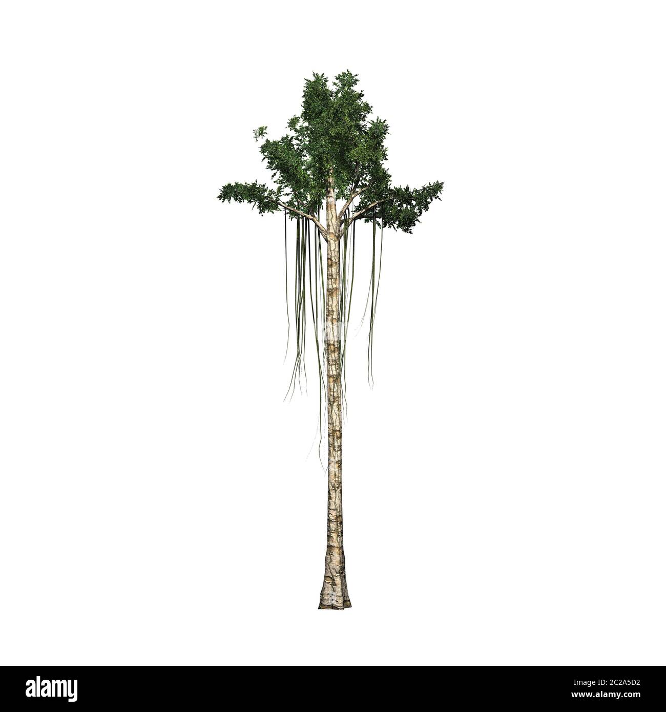 Agarwood tree - isolated on white background - 3d illustration Stock ...