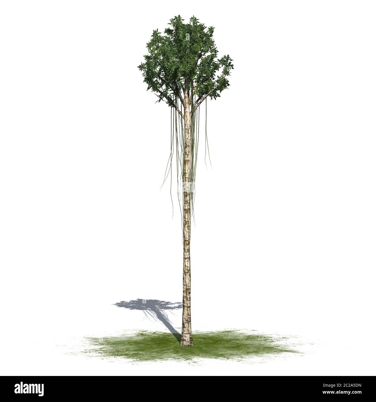 Agarwood tree hi-res stock photography and images - Alamy