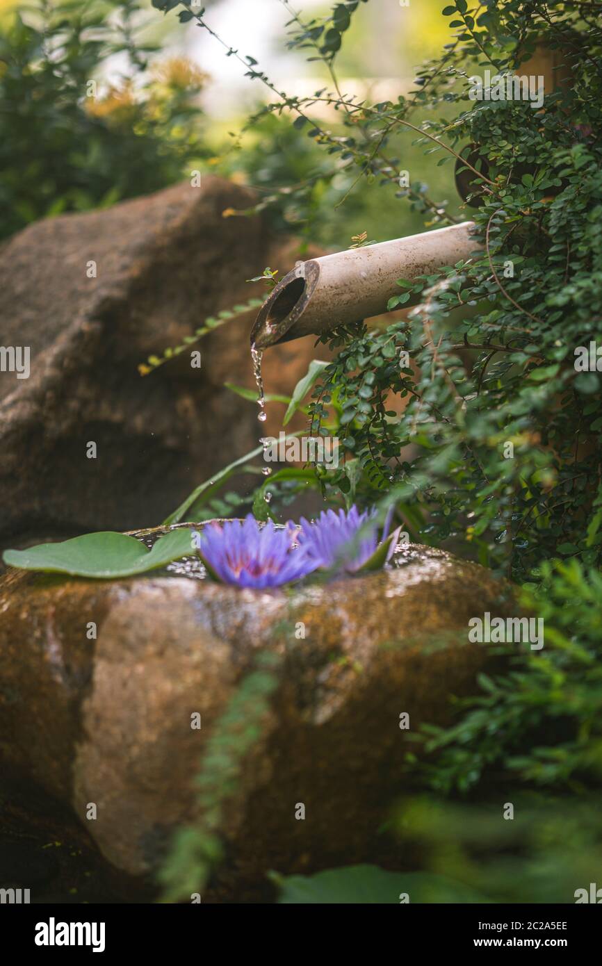 Beautiful zen garden with lotus flower and bamboo fountain on nature ...
