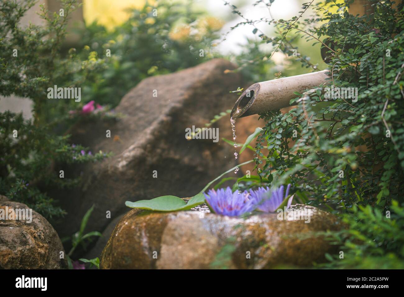 Beautiful zen garden with lotus flower and bamboo fountain on nature ...