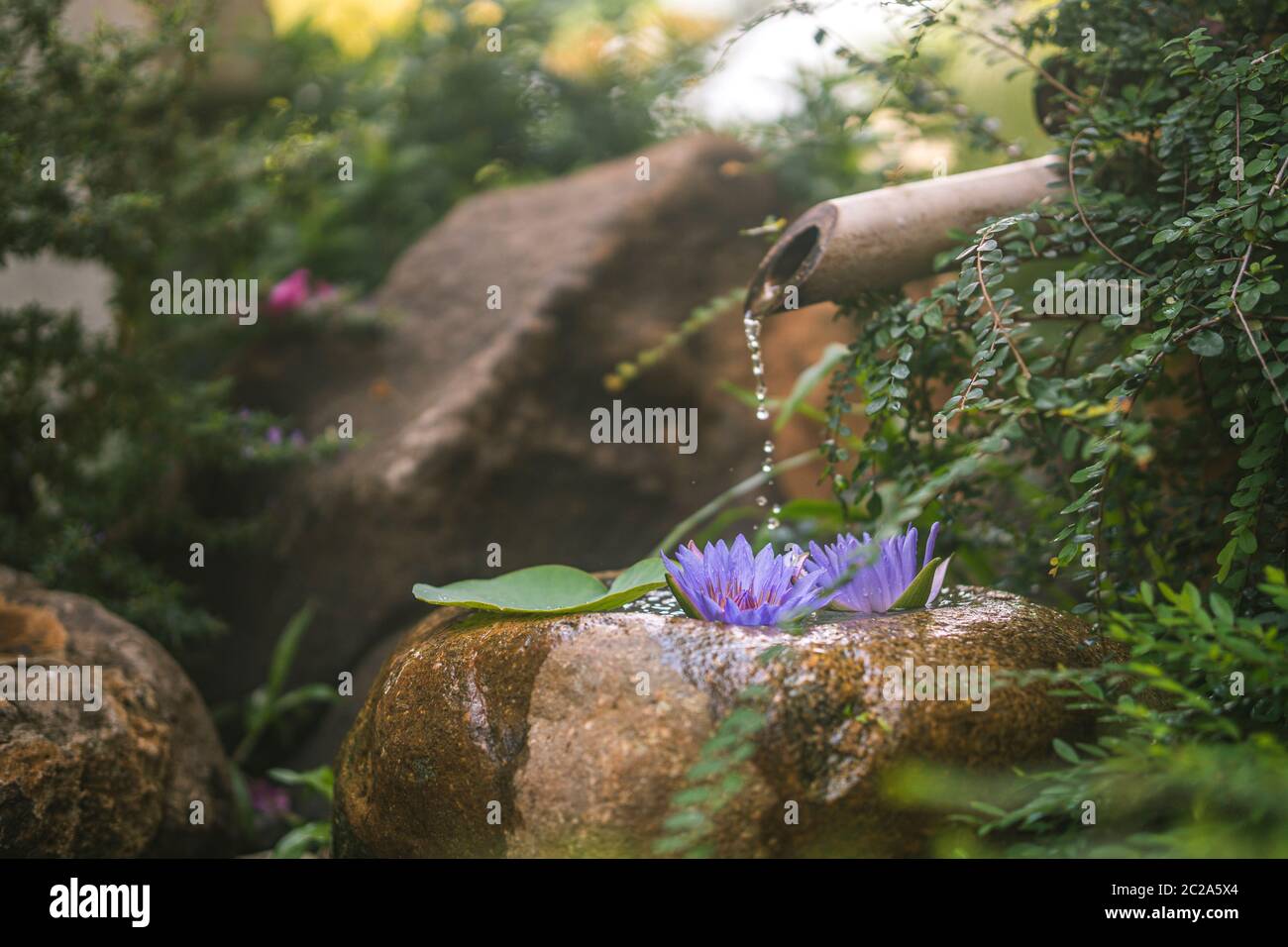 Beautiful zen garden with lotus flower and bamboo fountain on nature ...