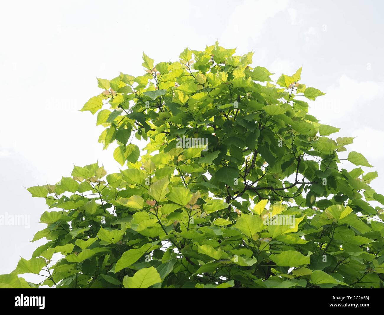 tree top with green leaves over light blue sky background Stock Photo ...