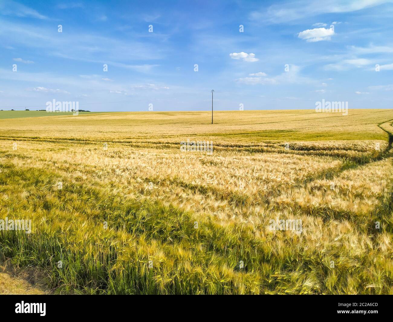 wheat fields in spring in France Stock Photo - Alamy