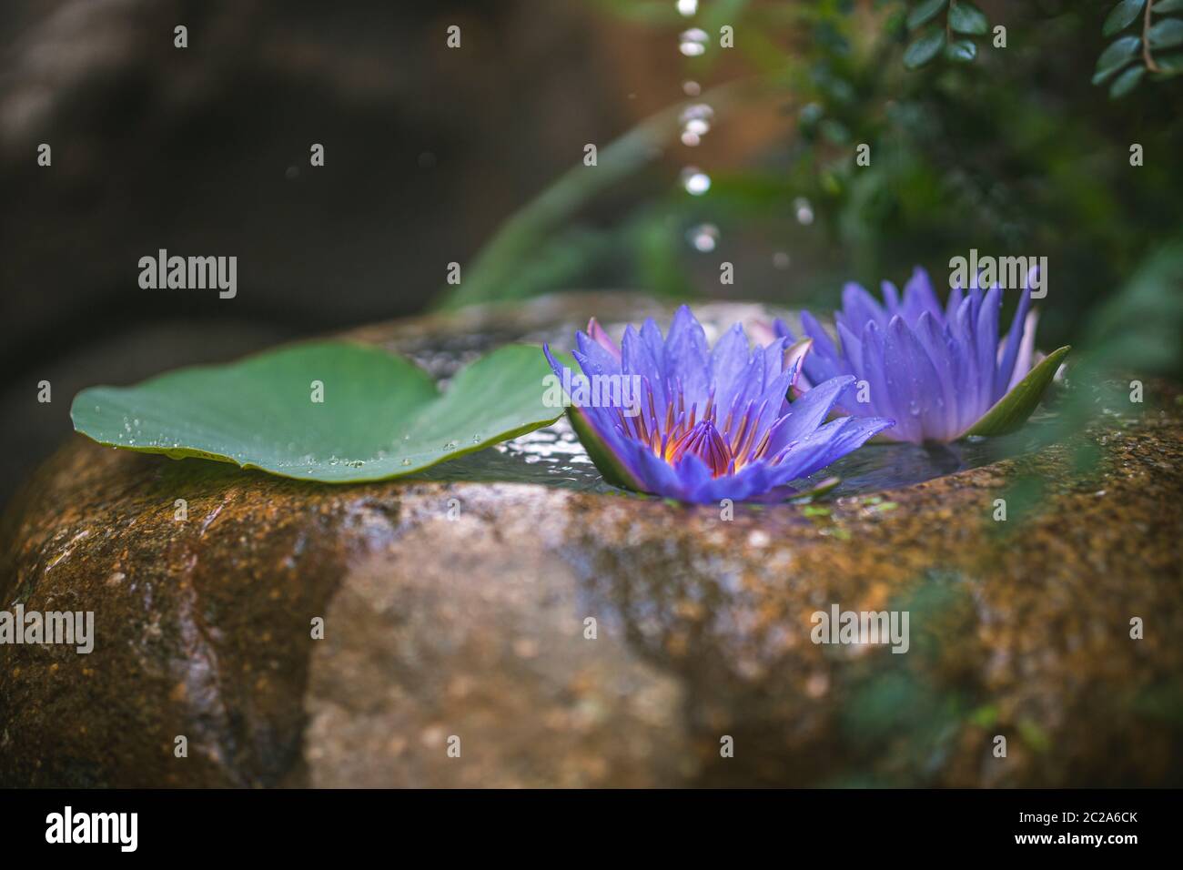 Beautiful zen garden with lotus flower and bamboo fountain on nature ...