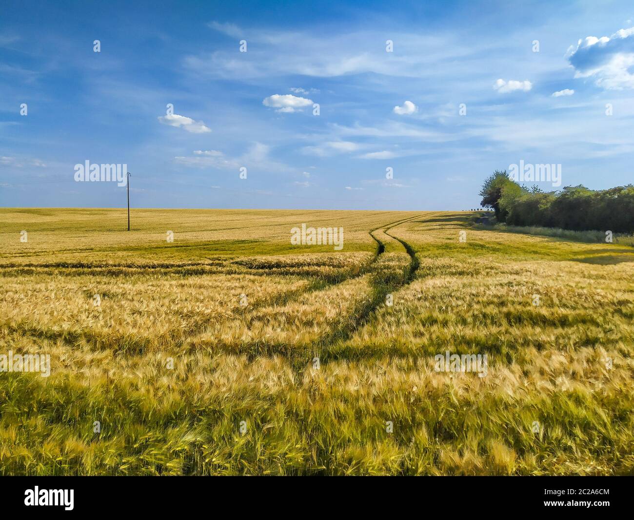 wheat fields in spring in France Stock Photo - Alamy