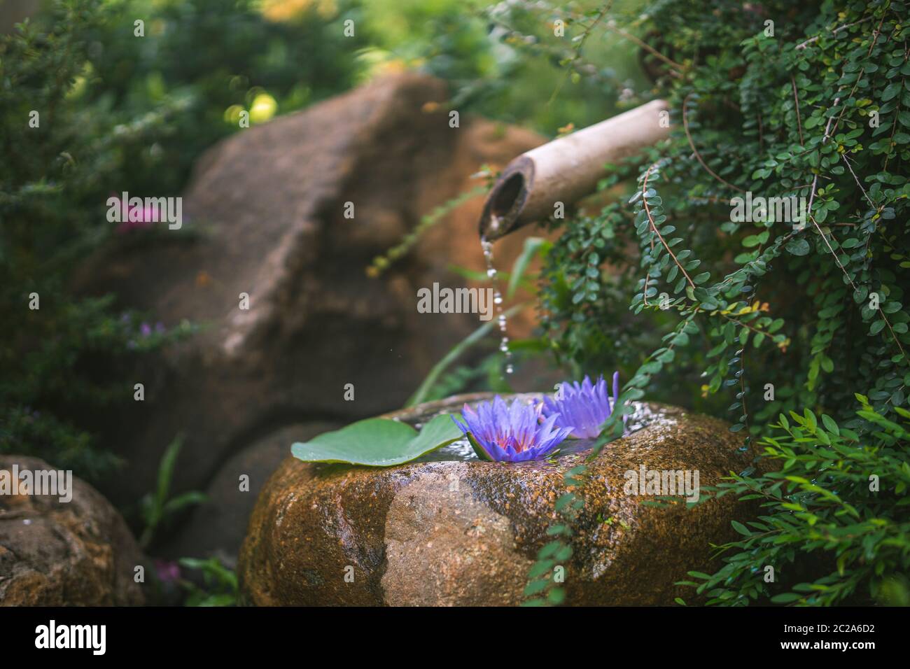 Beautiful zen garden with lotus flower and bamboo fountain on nature ...