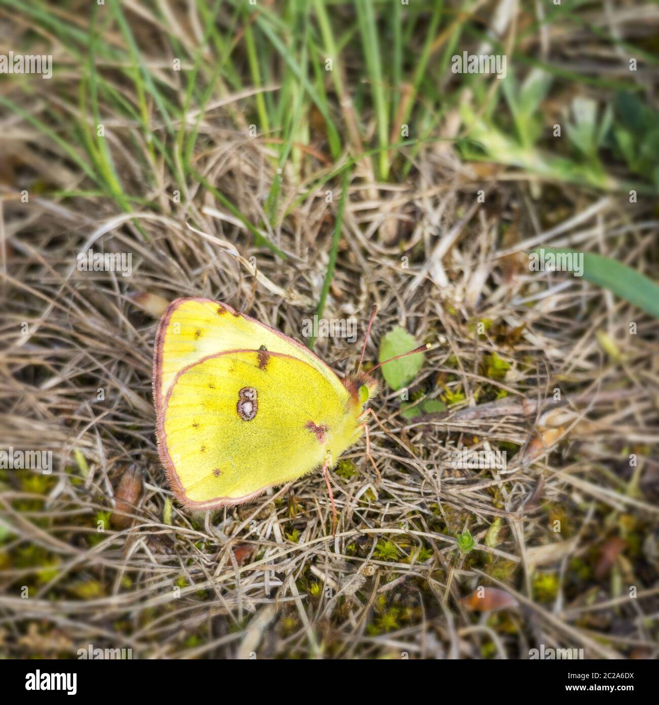 Green clouded butterfly hi-res stock photography and images - Alamy