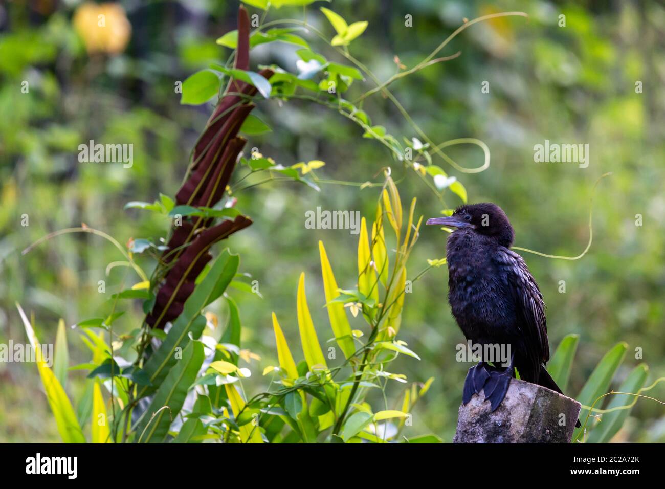 Cormorant or shag perched on a tree stump resting in lush green ...