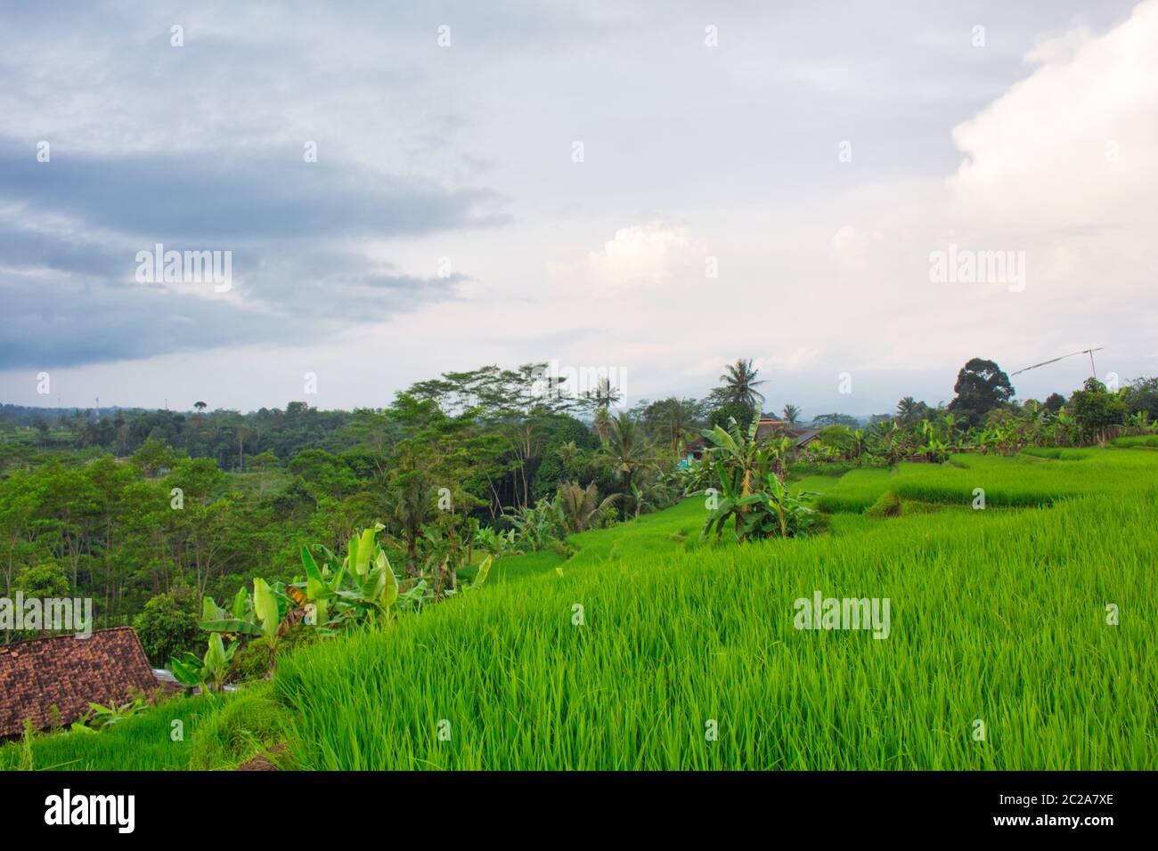 Landscape of paddy fields in the southern part of Sukabumi, West java ...