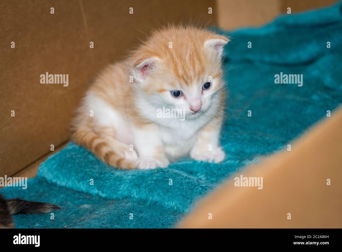 Red tom cat kitten Stock Photo - Alamy