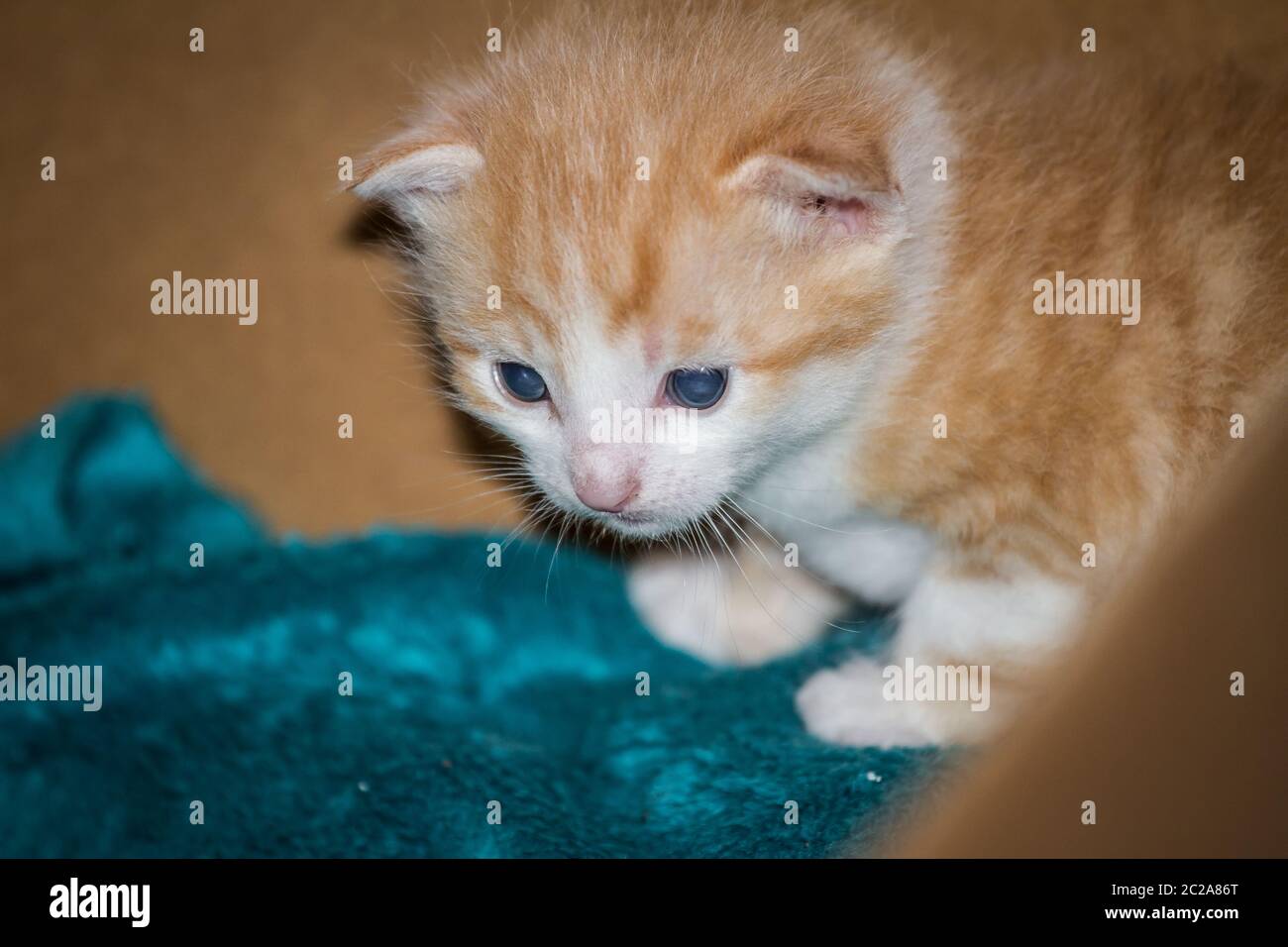 Red tom cat kitten Stock Photo - Alamy