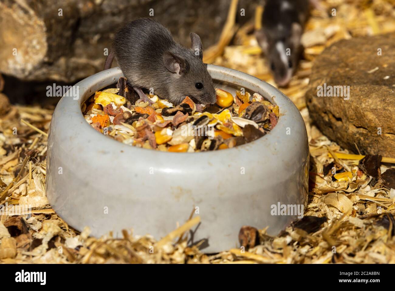 A adorable and cute little Mouse Stock Photo - Alamy