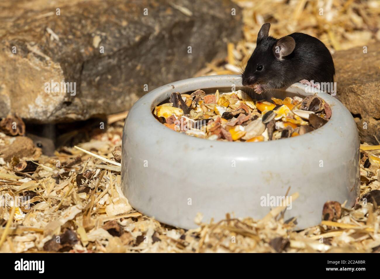 A adorable and cute little Mouse Stock Photo - Alamy