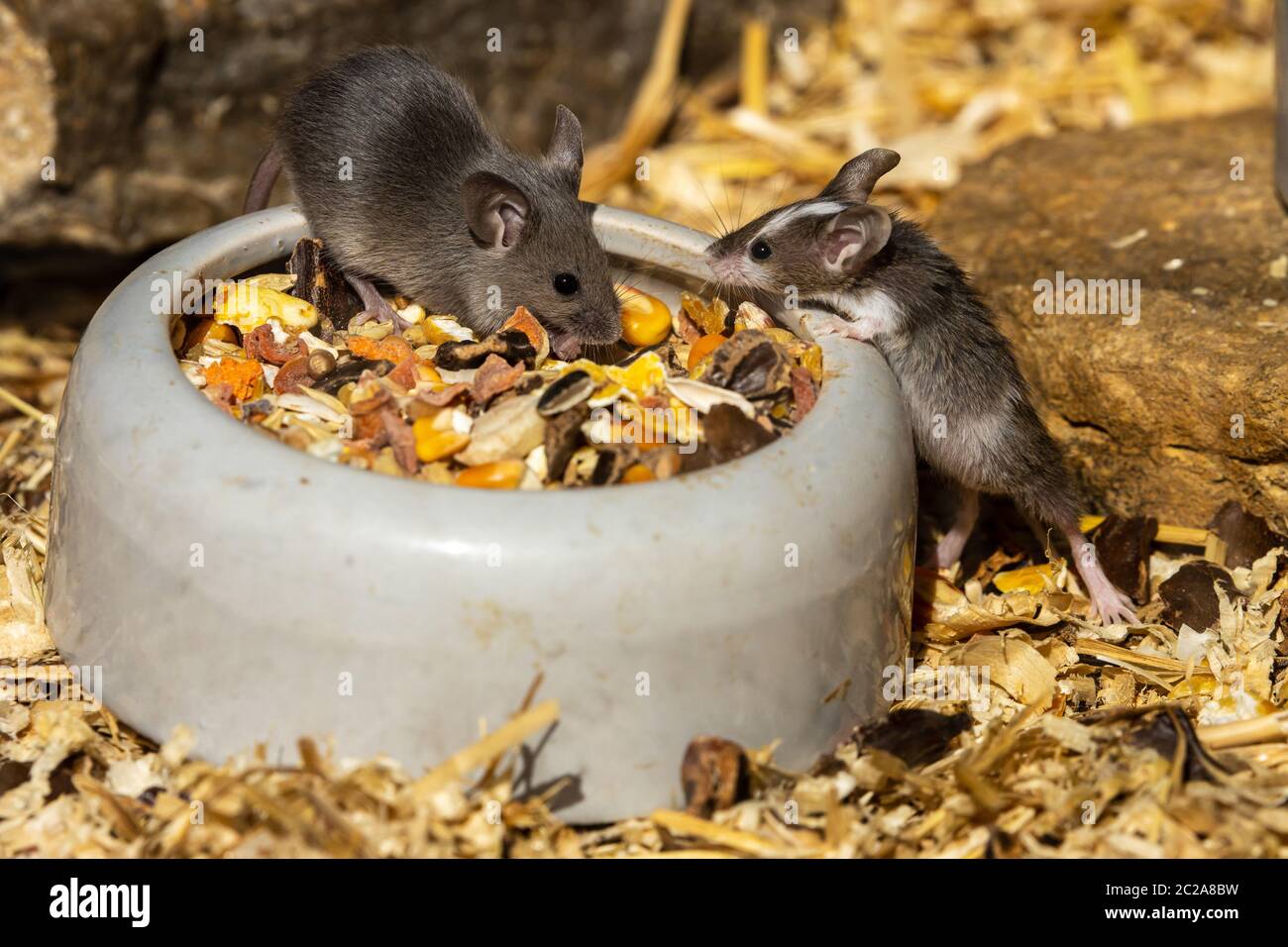 A adorable and cute little Mouse Stock Photo - Alamy
