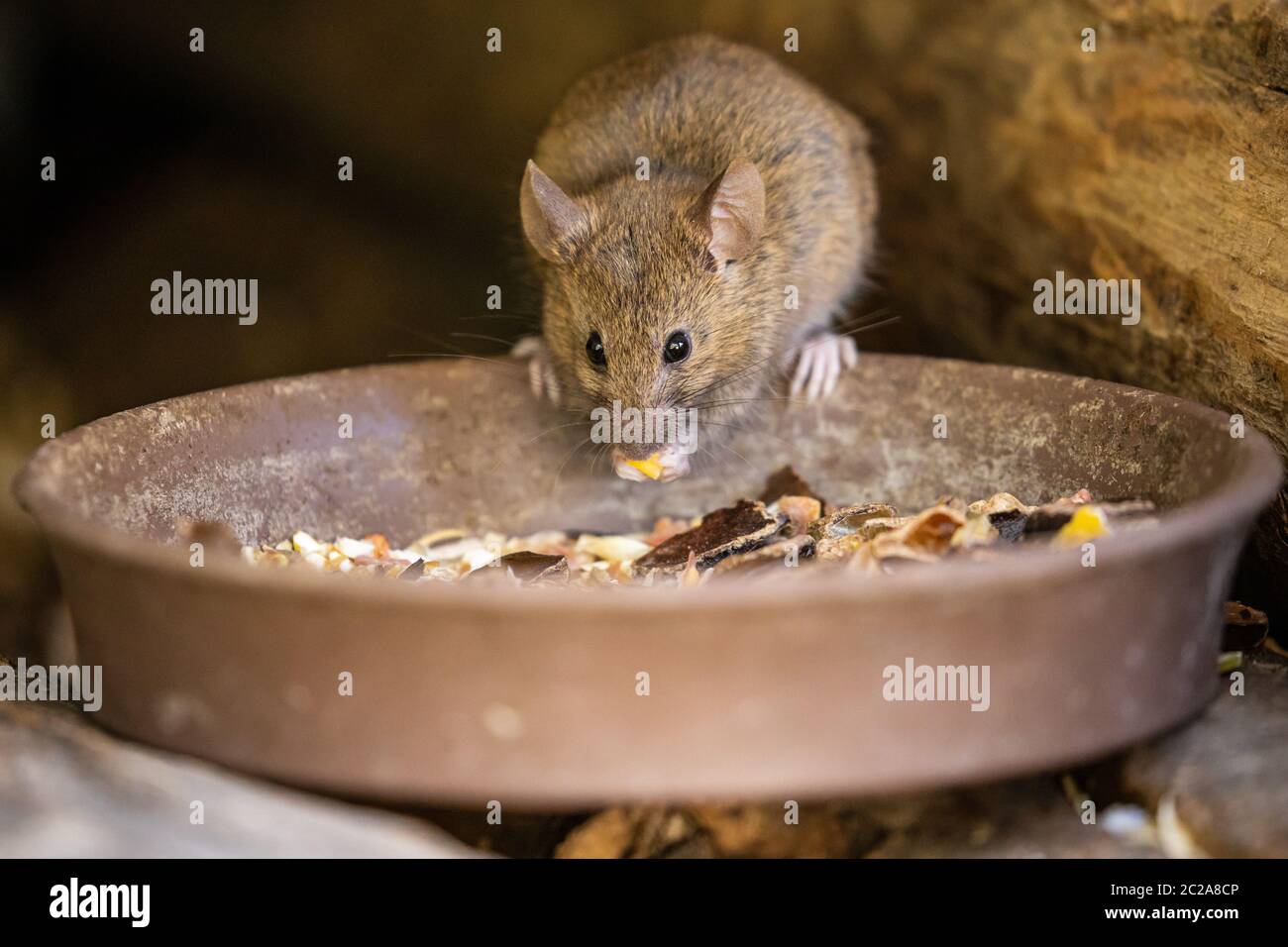 A adorable and cute little Mouse Stock Photo - Alamy