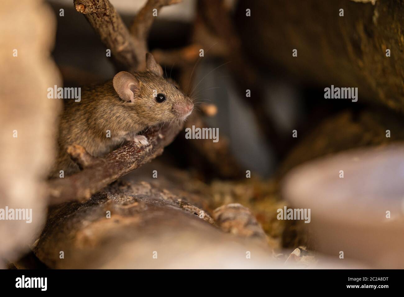 A adorable and cute little Mouse Stock Photo - Alamy