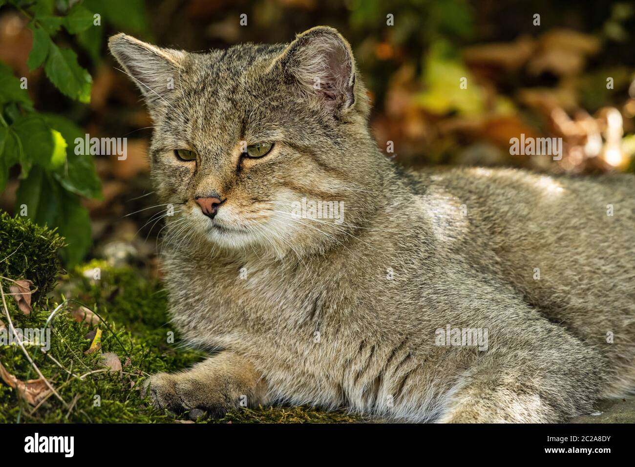 Eurasian wildcat hi-res stock photography and images - Alamy