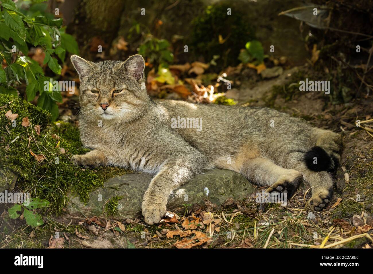 Eurasian wildcat hi-res stock photography and images - Alamy