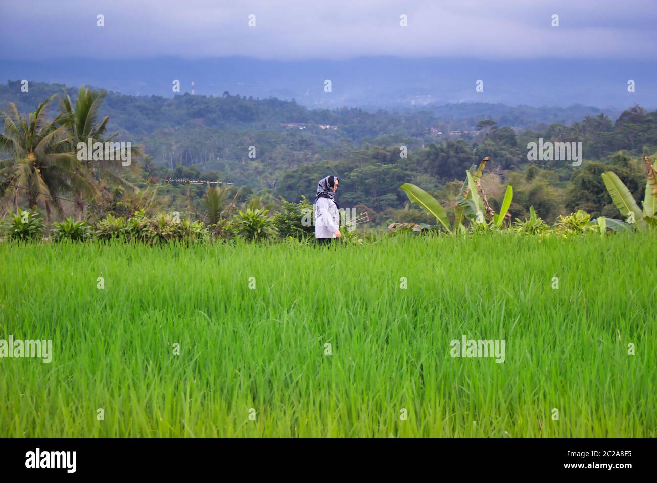 Landscape of paddy fields in the southern part of Sukabumi, West java ...