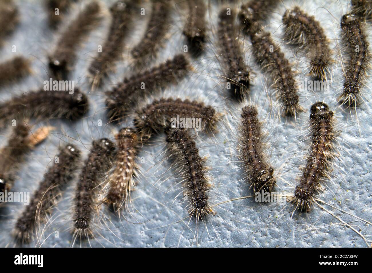 Oak procession caterpillars hi-res stock photography and images - Alamy
